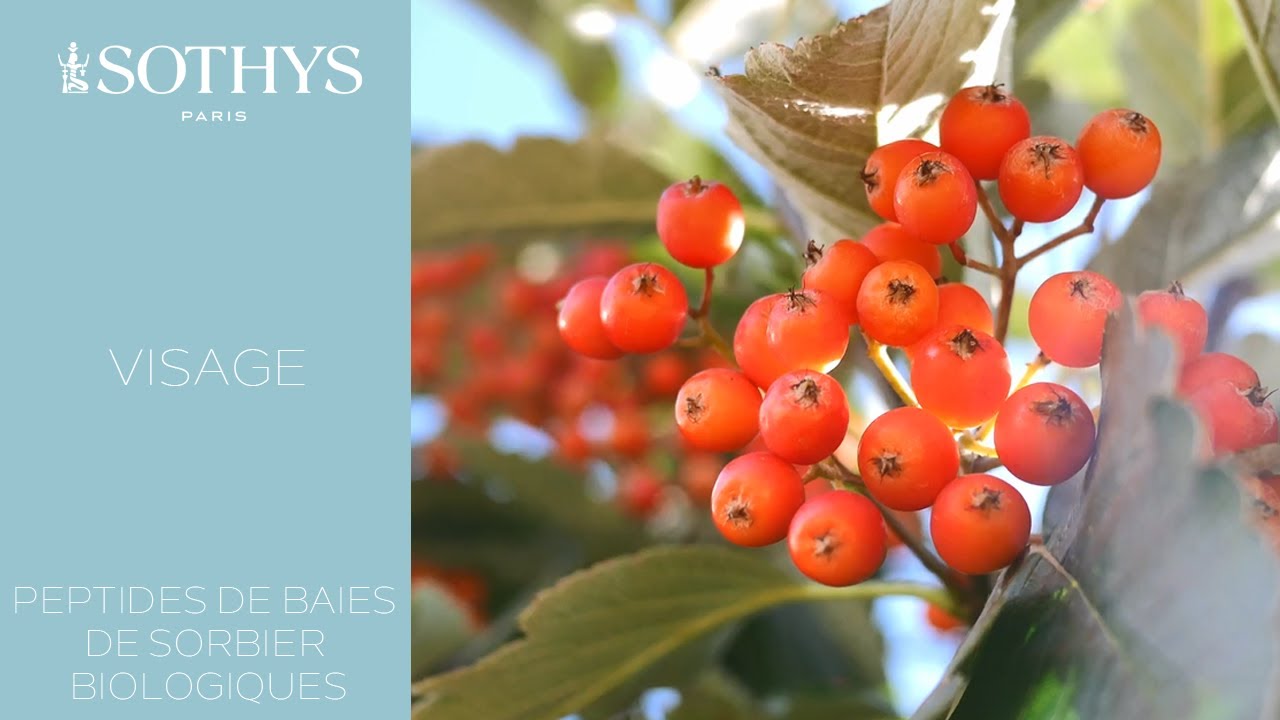 Peptides de baies de sorbier : actif exclusif Sothys | Sothys - YouTube