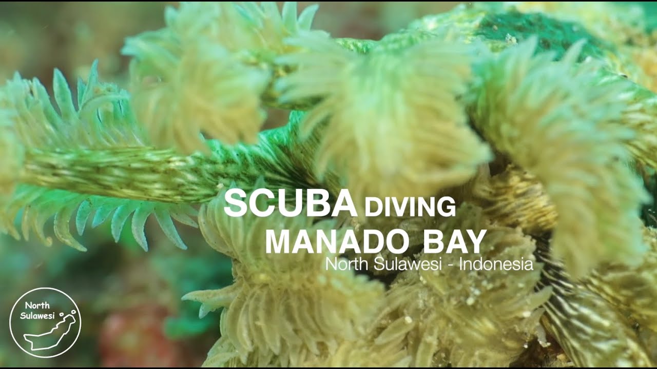 Scuba Diving in Manado Bay in 2023 - North Sulawesi in Indonesia - YouTube