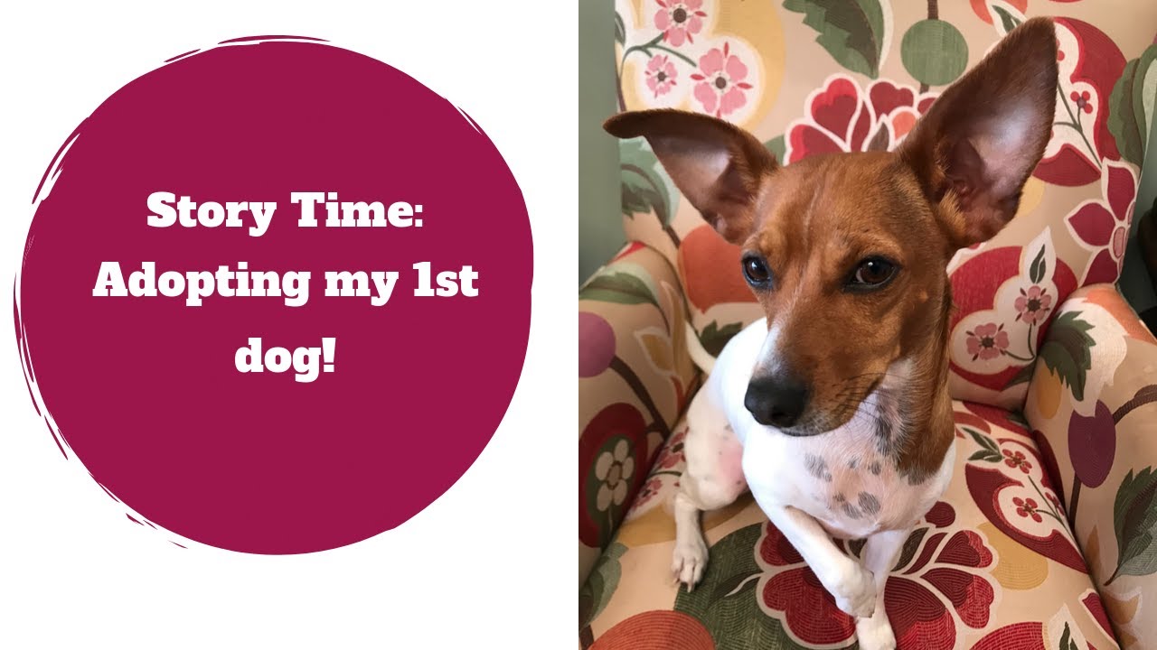 Story Time: Adopting My First Dog! - YouTube