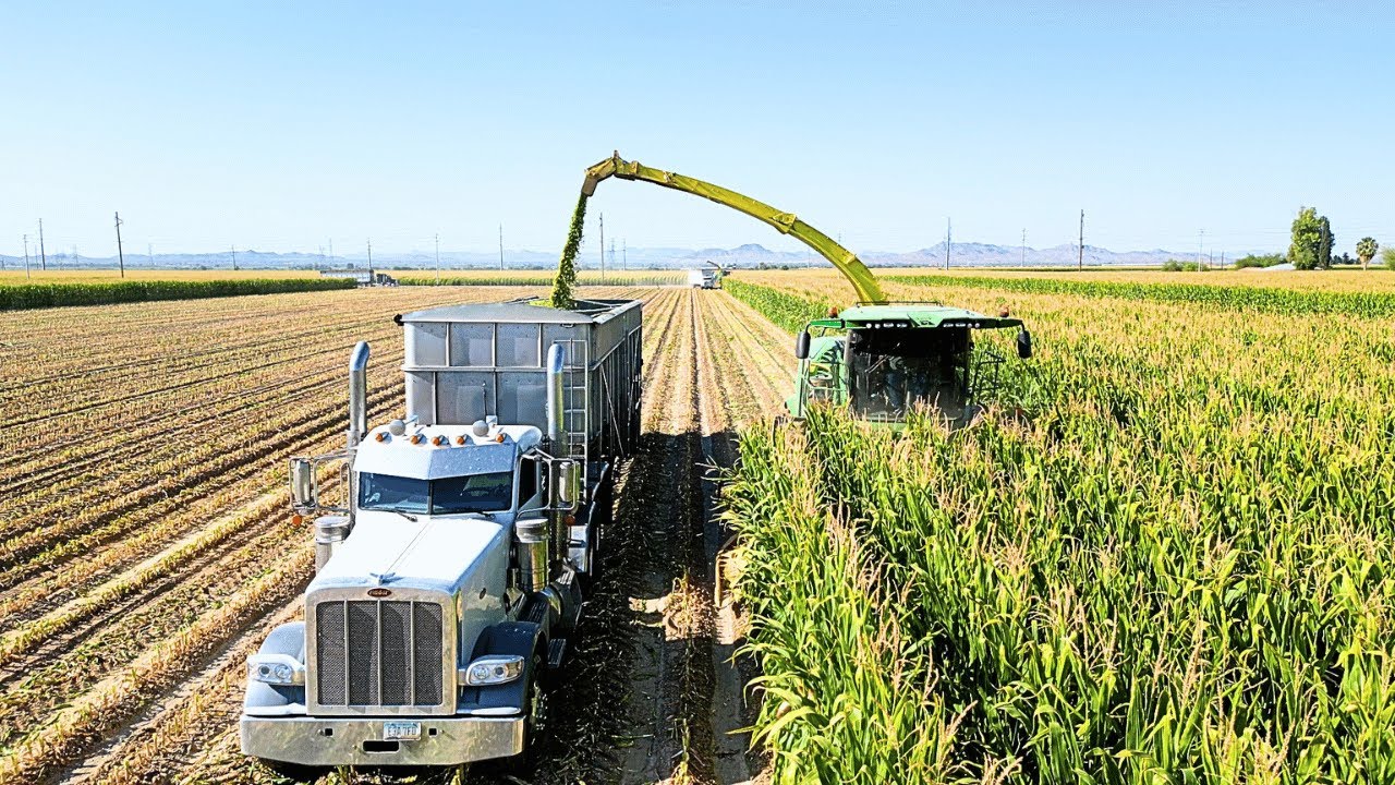 Chopping Corn | Bales Hay Farm and Ranch | The Content Farm