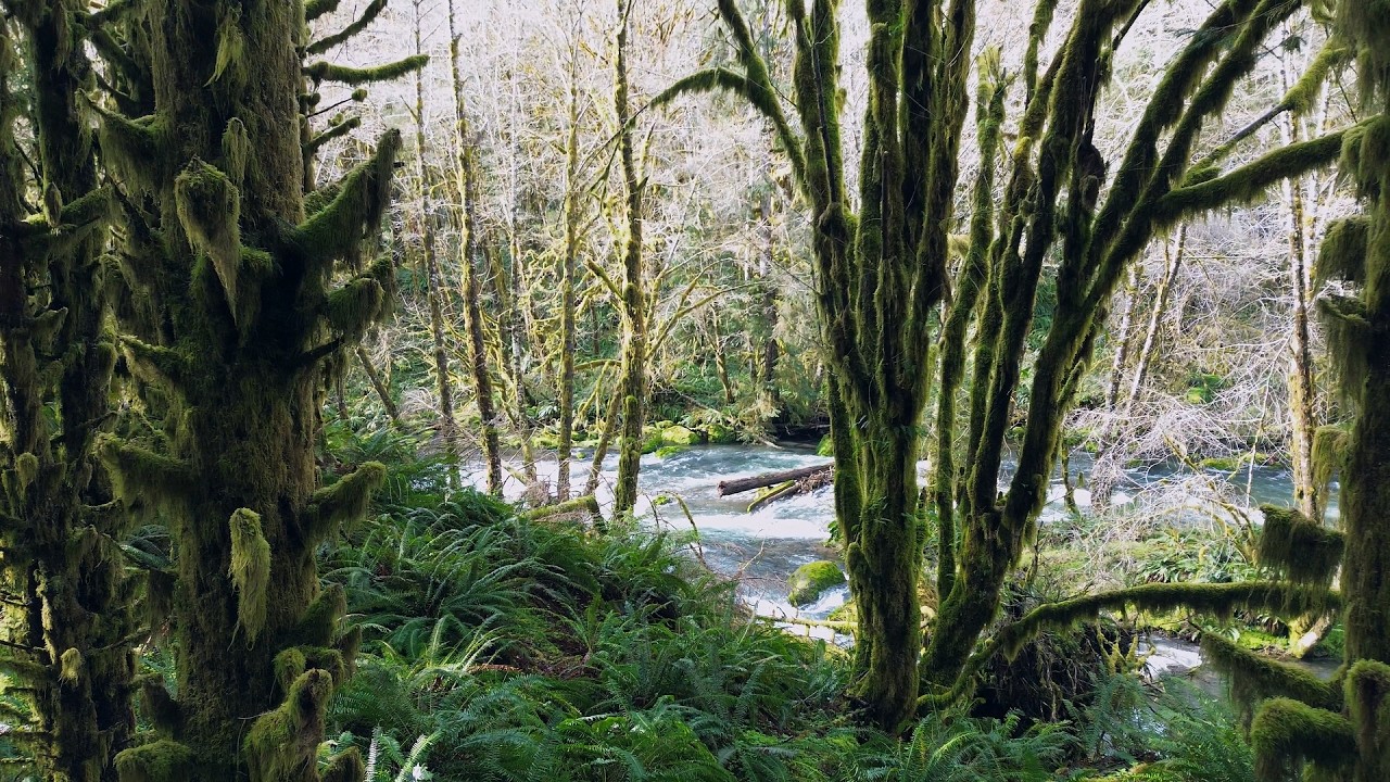 Tillamook State Forest - Exploring the Kilchis River - YouTube