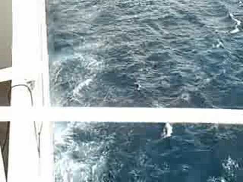 From the Disney Wonder bridge - YouTube