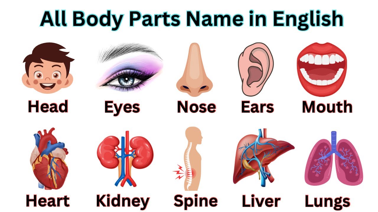 Body Parts Names for Kids | Body Parts | Part of Body Name With ...