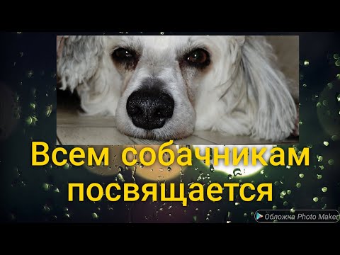 101.🥺ПРАВДА ЖИЗНИ 😰 А вы любите собак?
