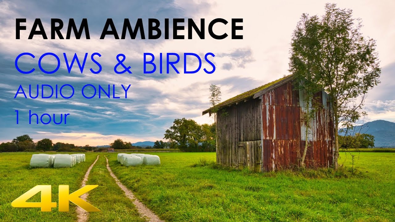 Nature Sounds • Farm Ambience with Birds & Cows • 1 Hour • HQ Audio ...