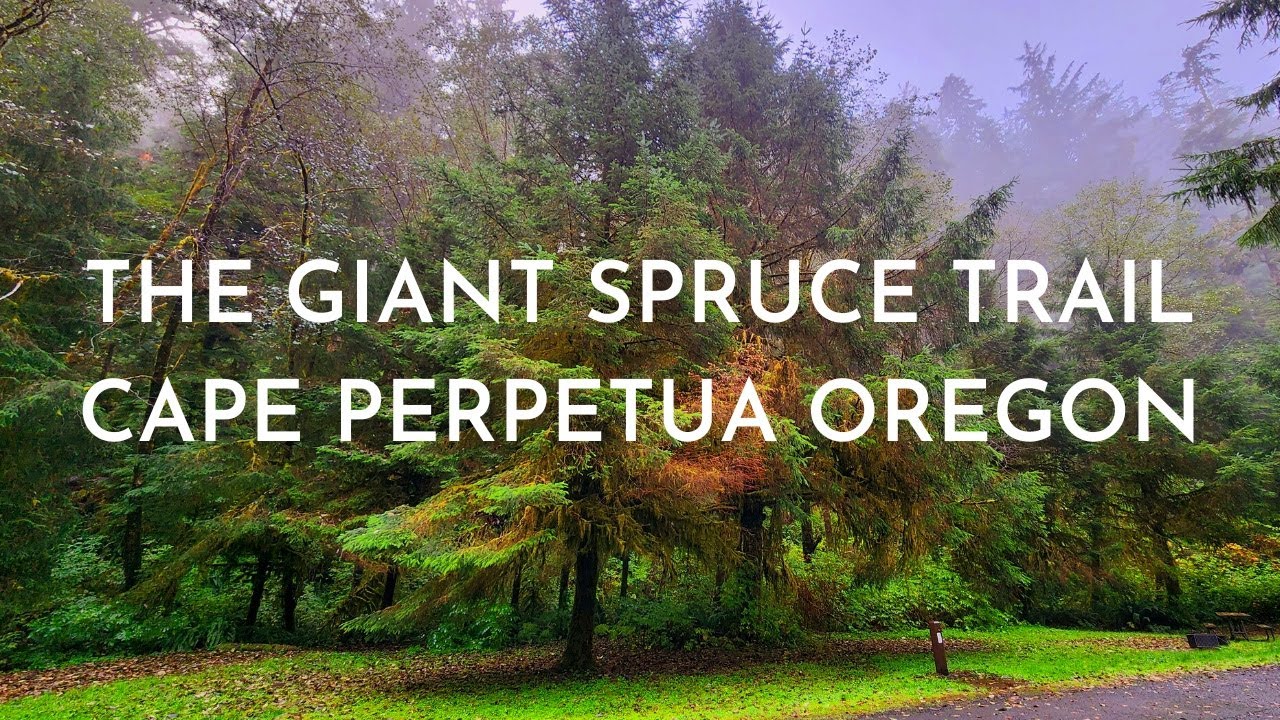 THE GAINT SPRUCE TRAIL CAPE PERPETUA OREGON - YouTube