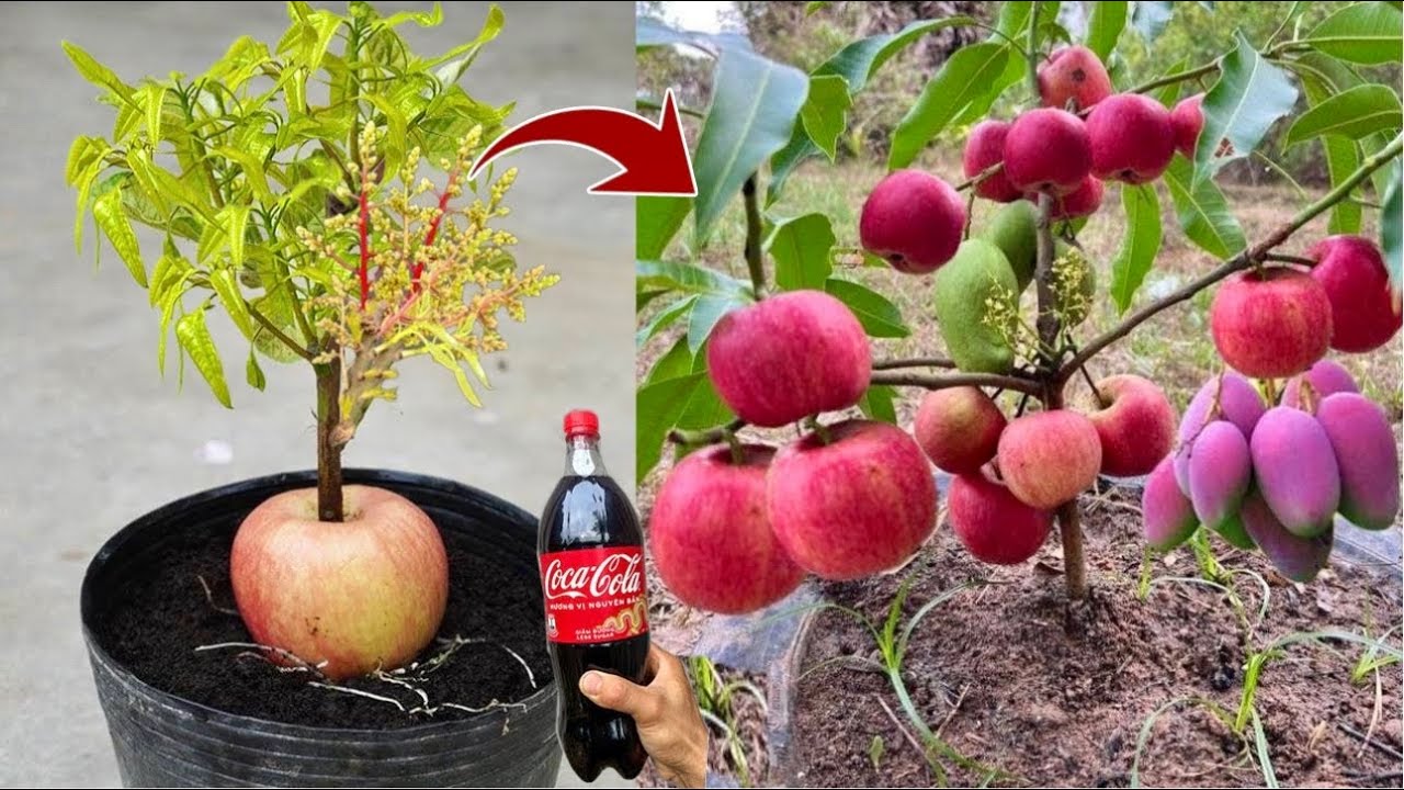 Great new ideas for propagating mango trees with apples bearing fruit ...