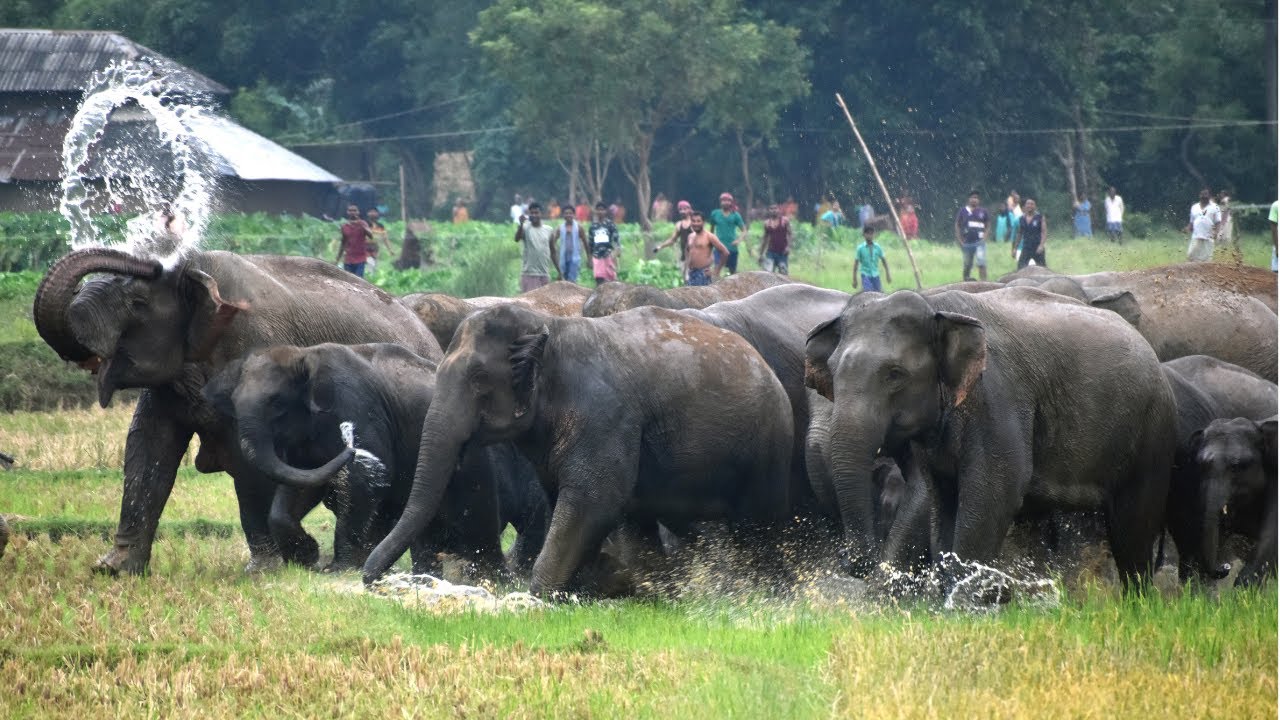 80 Wild Elephant come into Crops Field - YouTube