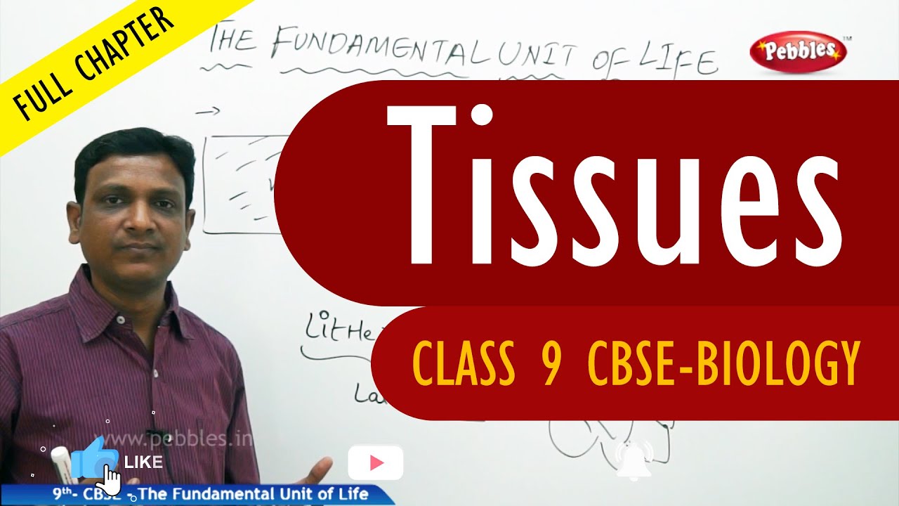 Tissues full chapter | Biology | Class 9 | CBSE Syllabus - YouTube