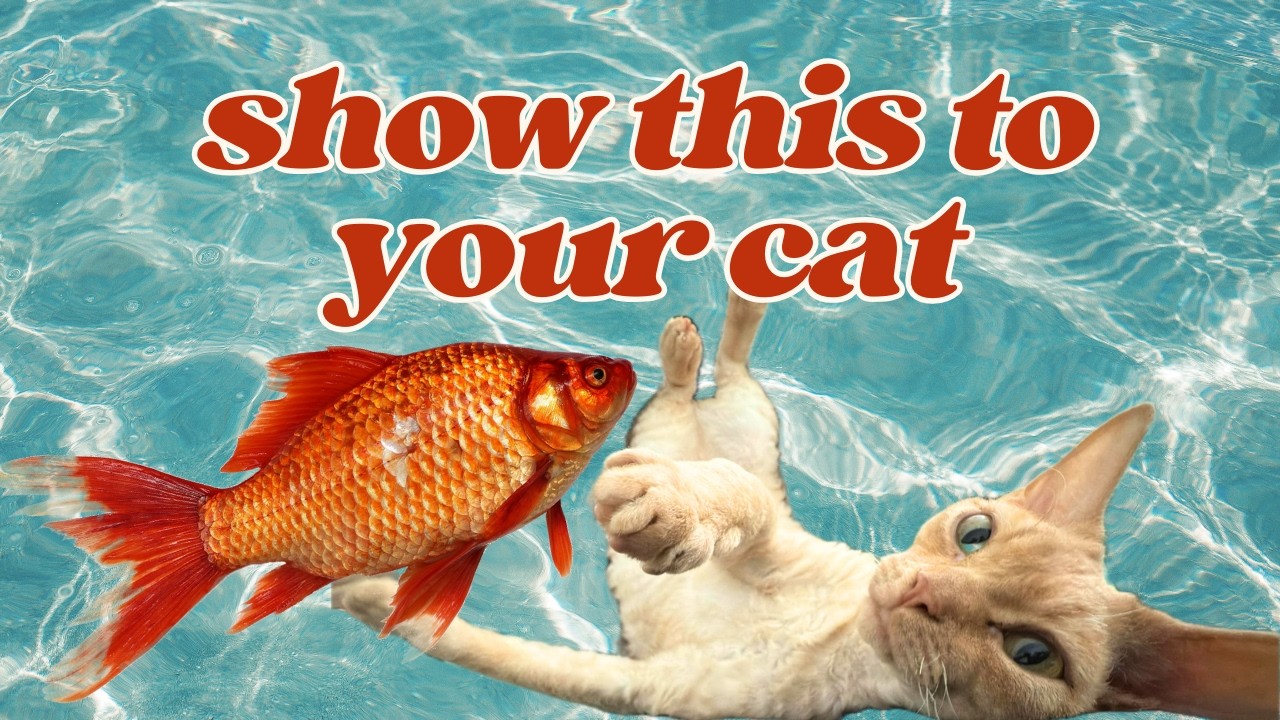 🎣 Catch the Fish! | 15-Minute Cat Game with Splash Sounds | TV for Cats ...