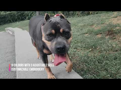 The 2" Tactik Collar (Rosé) - YouTube