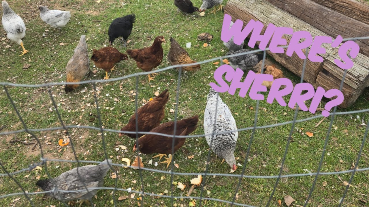 Watching the Chickens Play and Adding to the Garden - YouTube