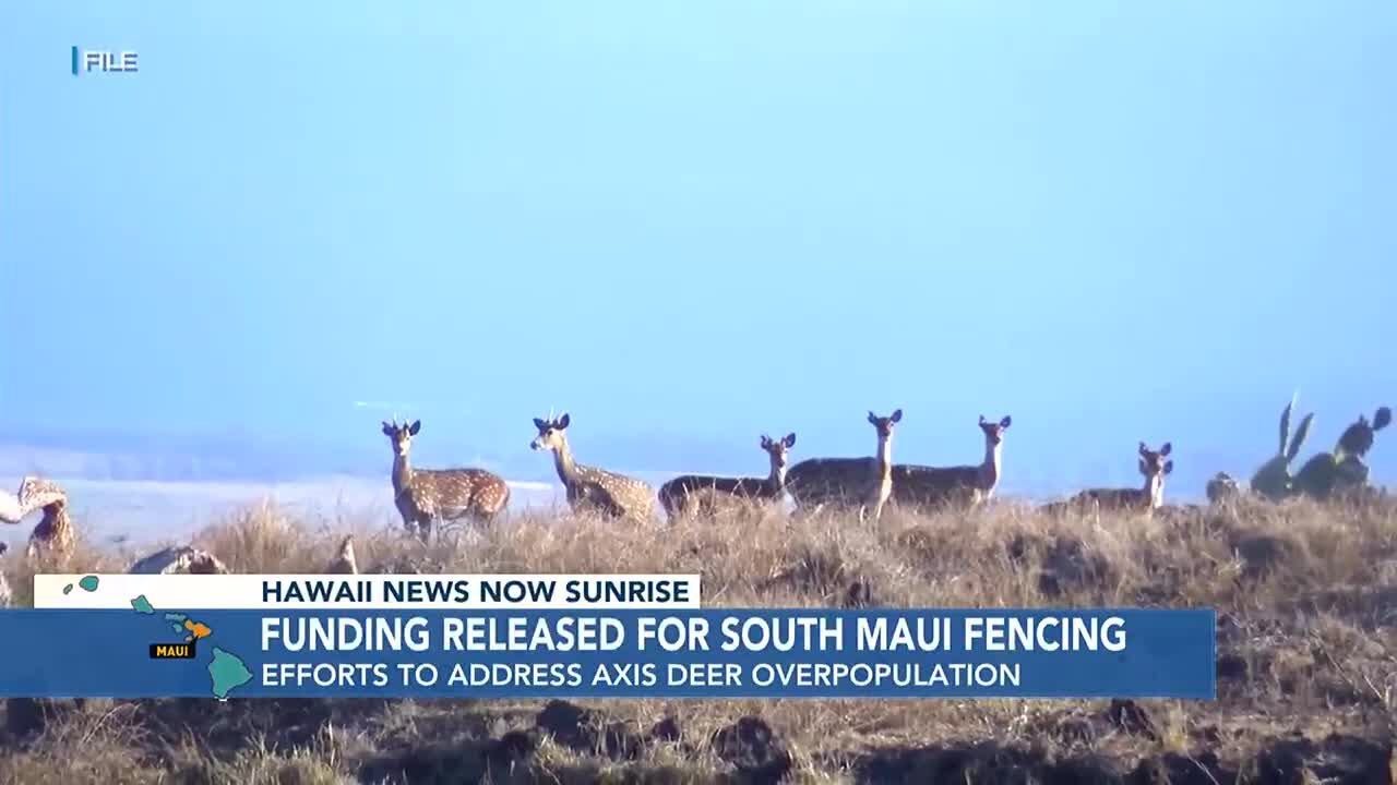 New fencing project to address Maui’s Axis Deer population crisis - YouTube