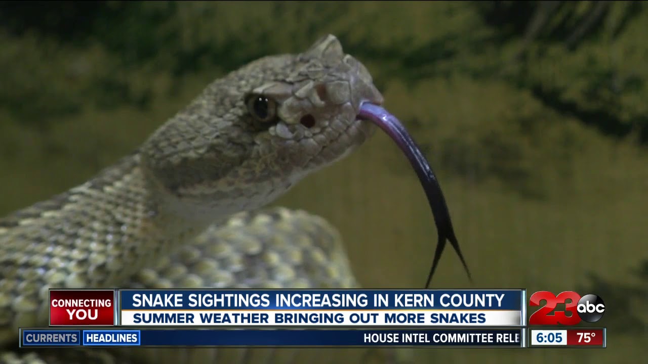 Snake sighting increasing in Kern County - YouTube
