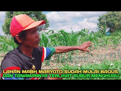 Jagung bawang pre dan kangkung tumbuh subur dikebun mbah maryoto pemukiman transmigrasi kalimantan