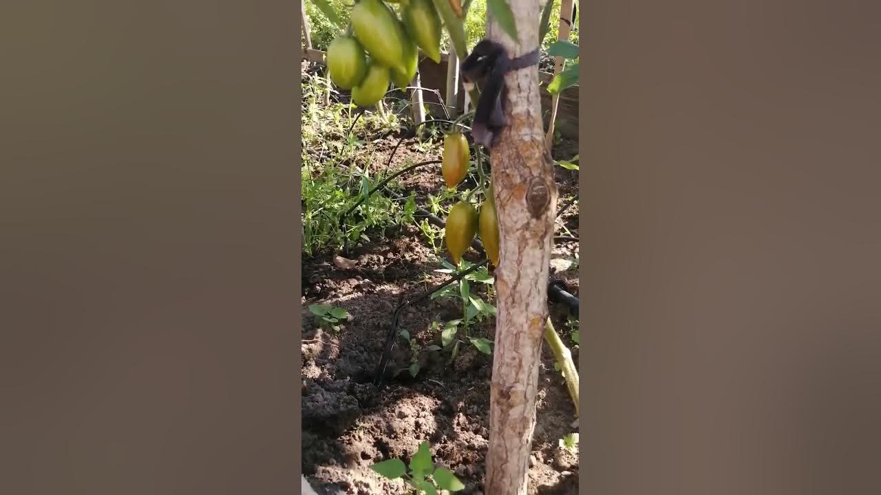 Коричневый леденец-лакомство для детей! - YouTube