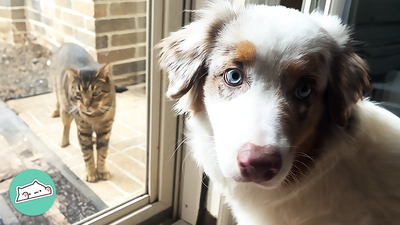Stray Cat Joins Dog Best Friend On Walks Every Day | Cuddle Buddies ...