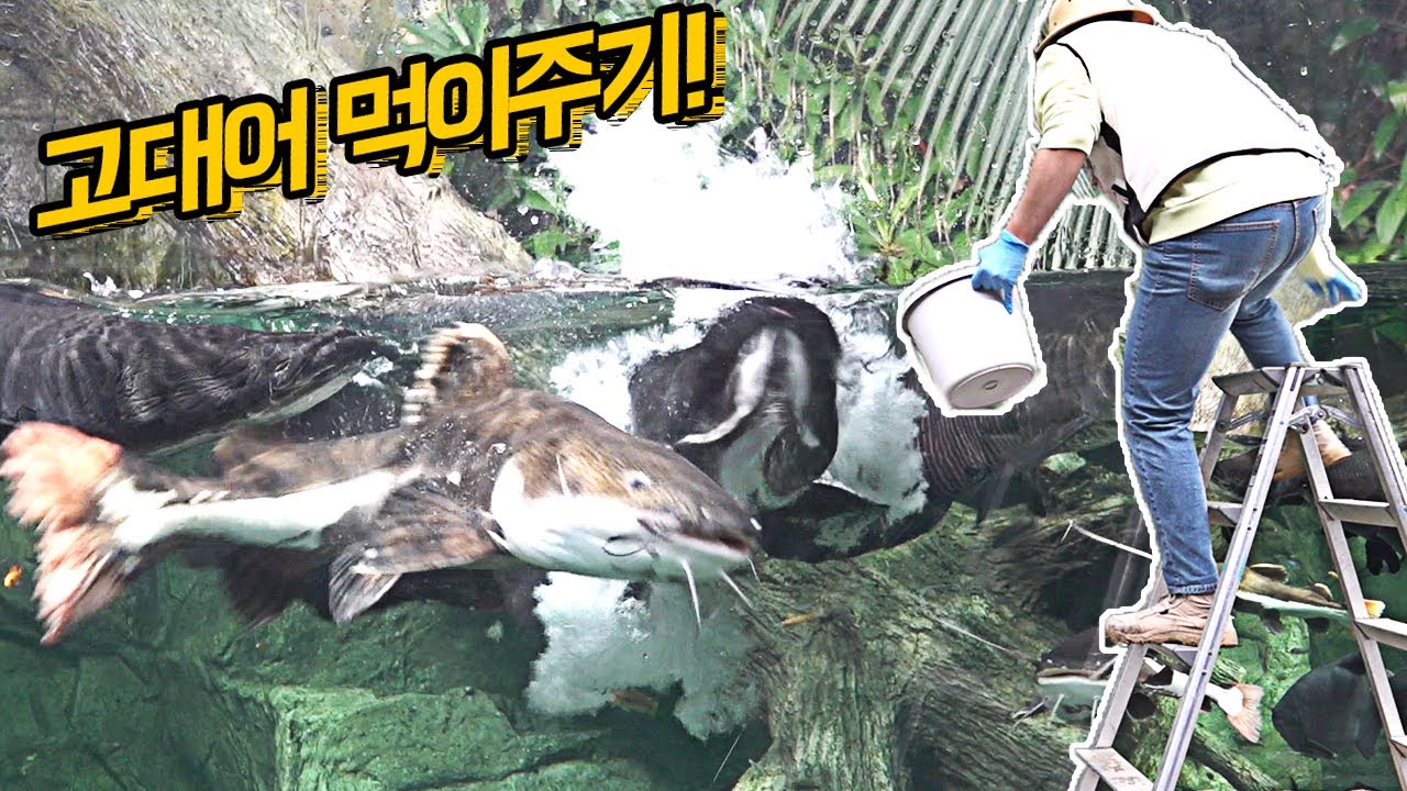 아마존 대왕담수어 먹이주기피라루크 도라도캣피쉬 Youtube