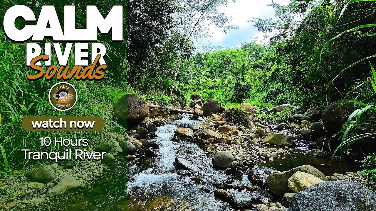 Experience Nature's Tranquility with a Serene Bubbling Stream Flowing ...