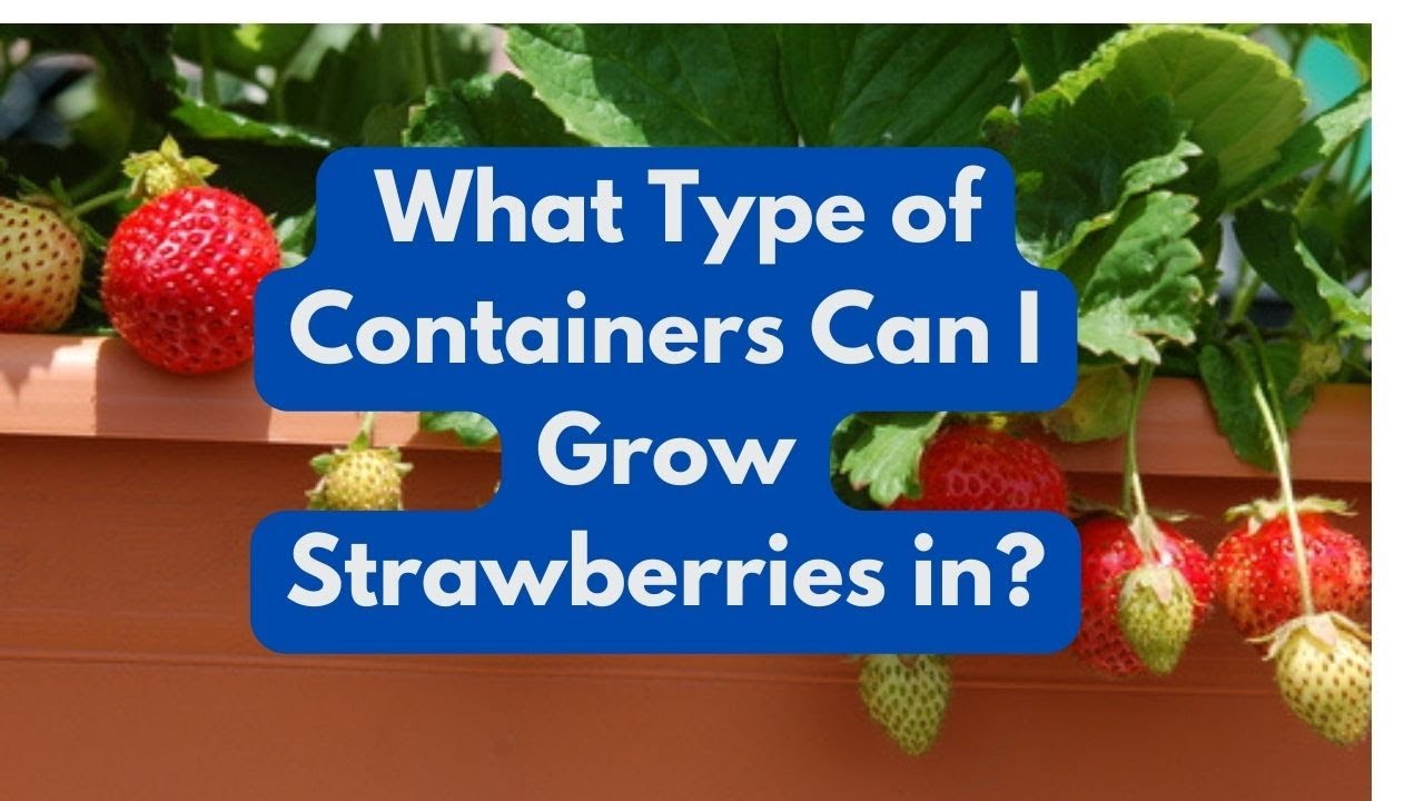 What Type of Containers Can I Grow Strawberries in? - YouTube