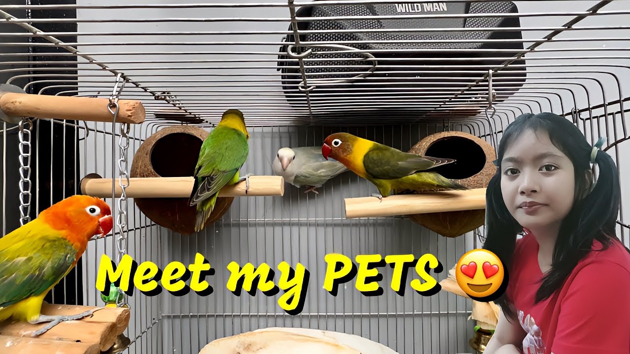 African Love Birds Eye Ring PETS - YouTube