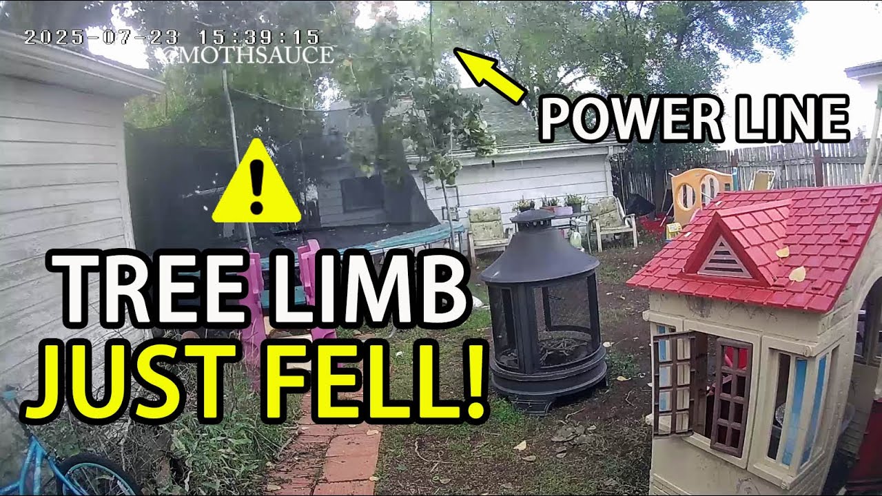 When Trees Attack: The Sudden Limb Drop Caught on Camera - YouTube
