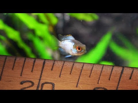 Adorable baby fishies! (Half-inch Electric Blue Acaras) - YouTube
