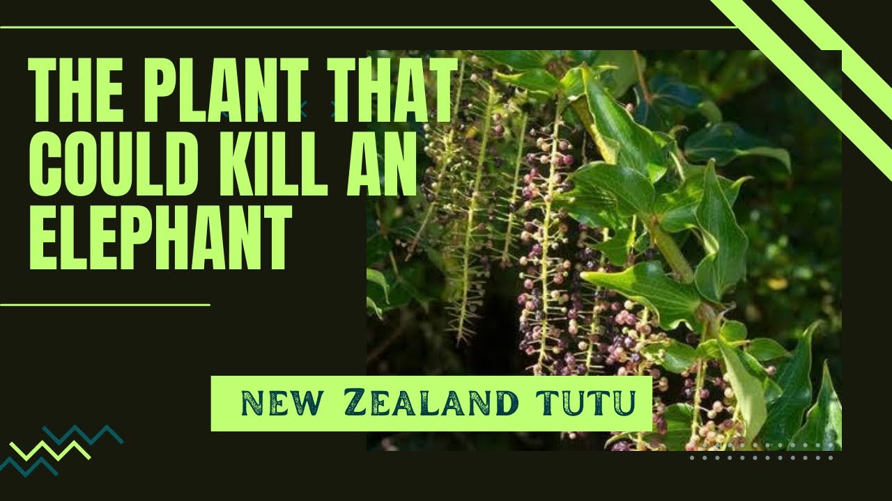 Poison Plants Pictures And Descriptions Poisonous Plants In New
