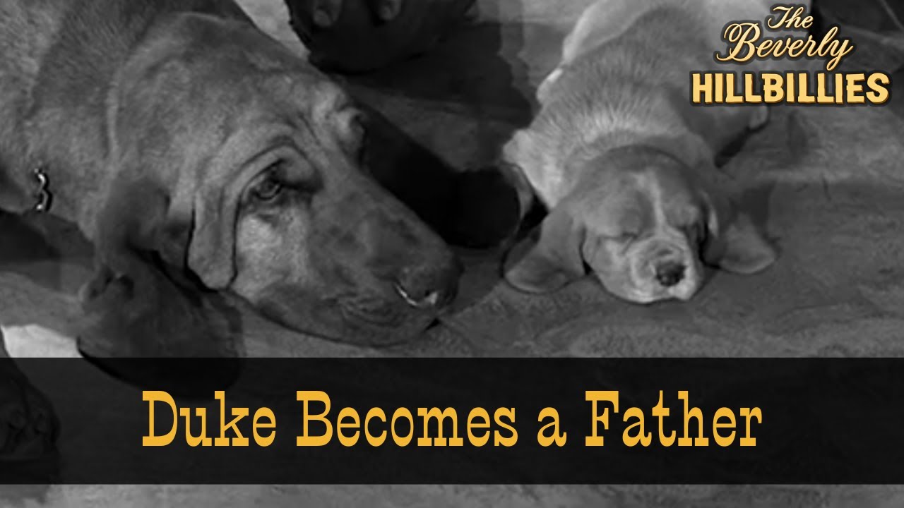 The Beverly Hillbillies | Season 1 Episode 30 | Duke Becomes a Father ...