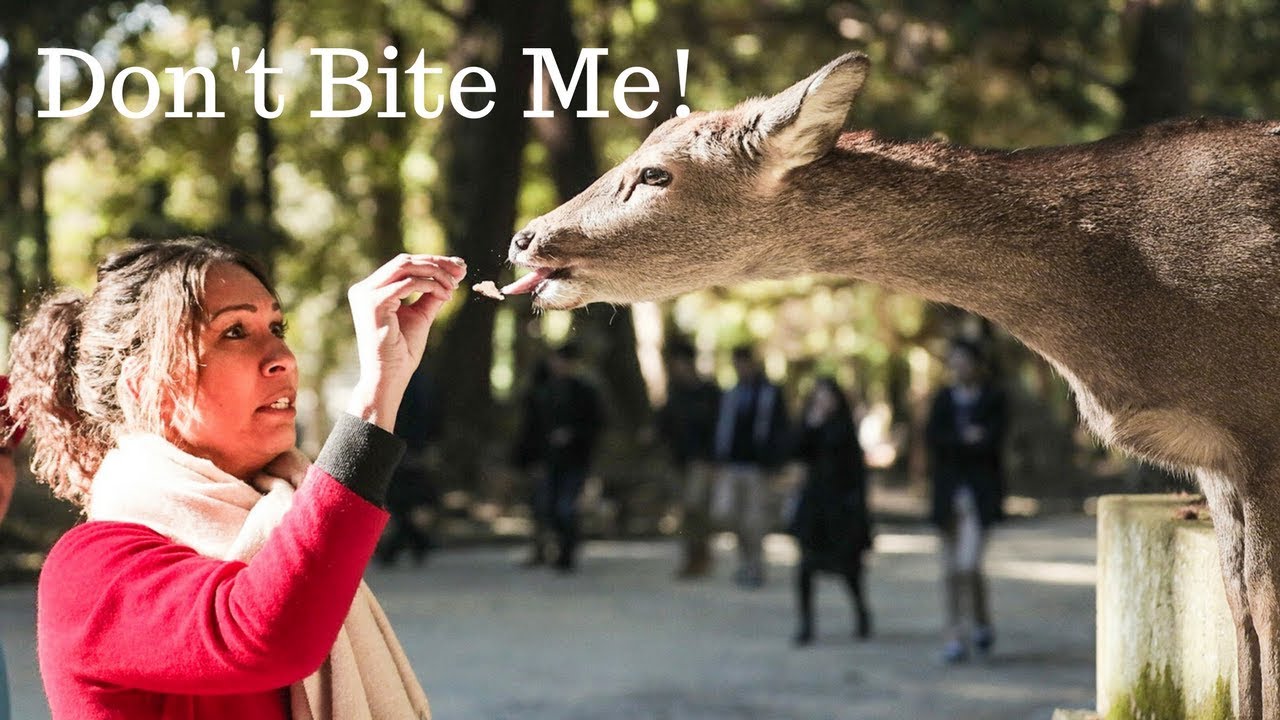 NARA ReinDEER Park Day: Vlogmas Day 2 - YouTube