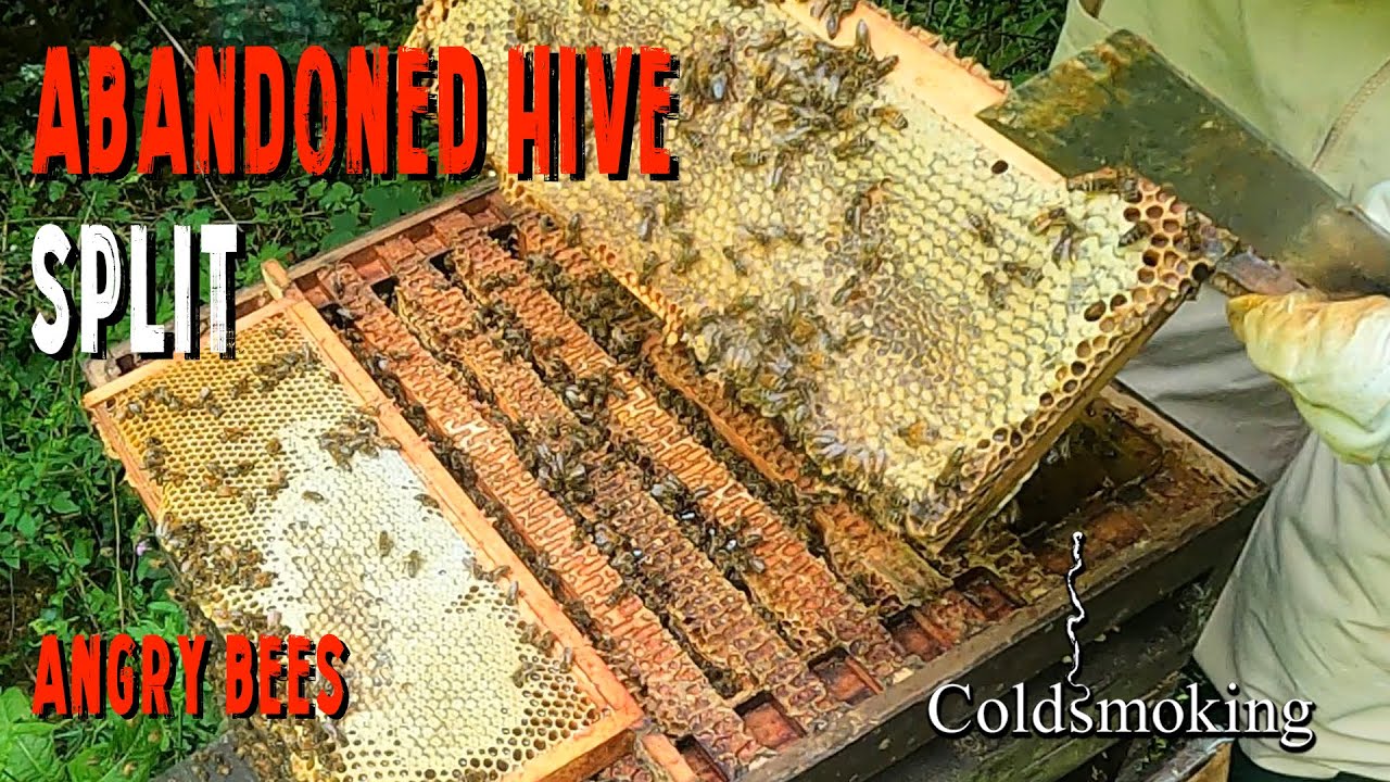 ABANDONED BEE HIVE - Inspection and split - Angry bees & honey - YouTube