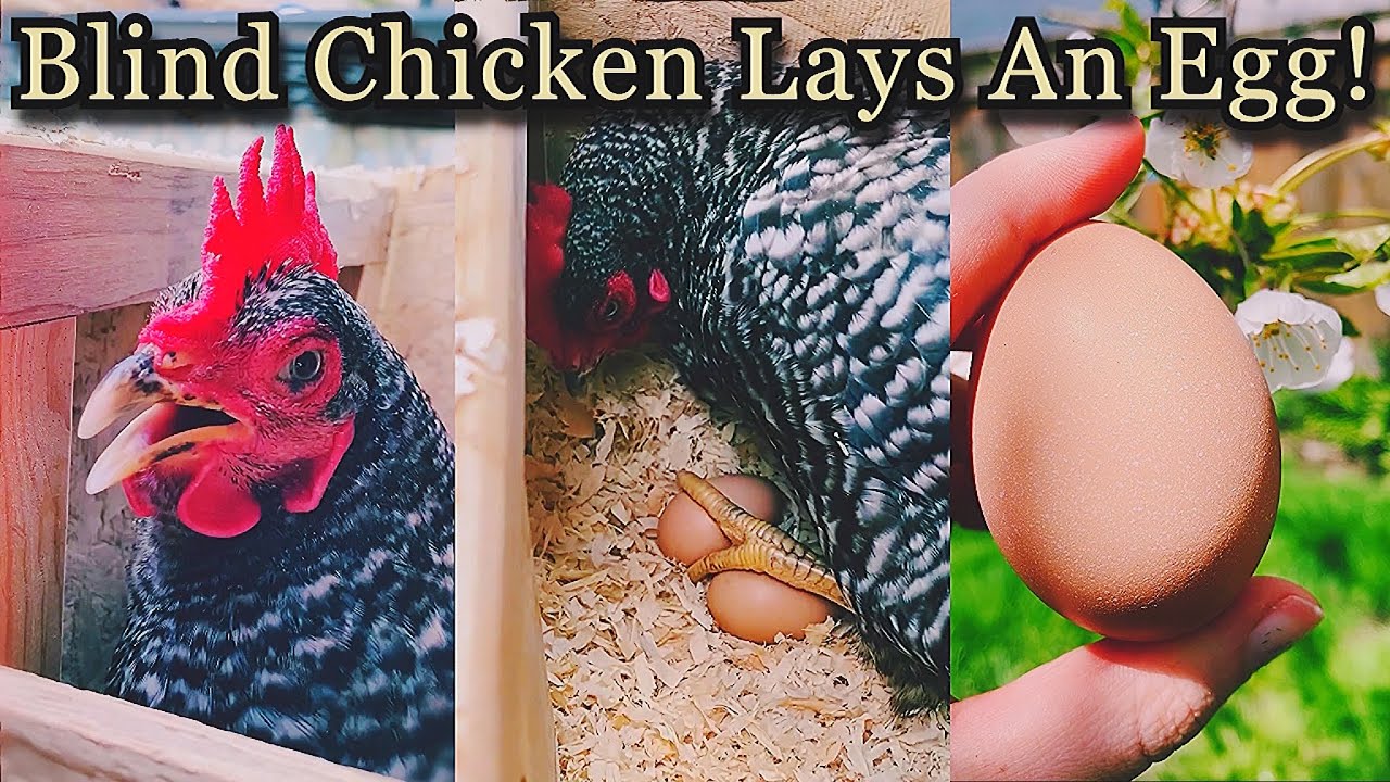 Blind Hen Lays An Egg 🥚🐓 - YouTube