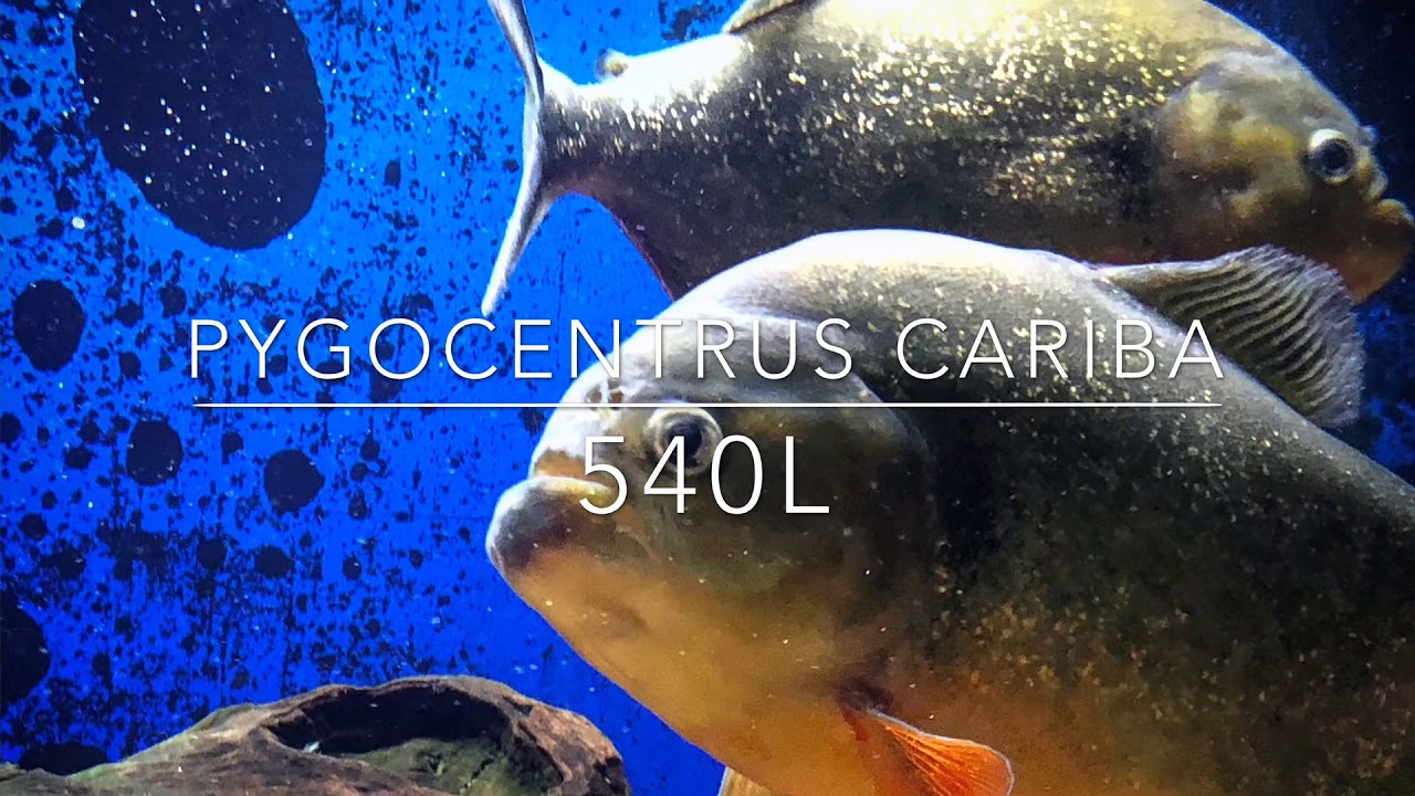 Pygocentrus cariba!! Pirañas!!! OMG!! - YouTube