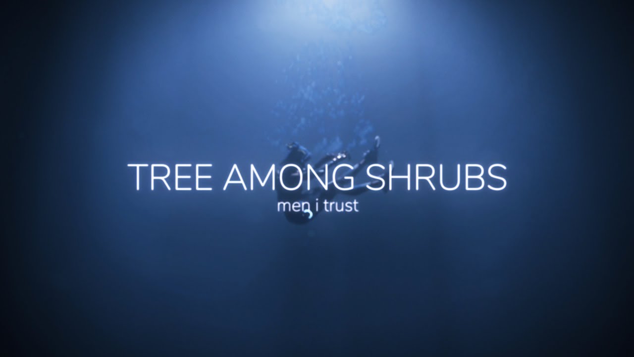 tree among shrubs
