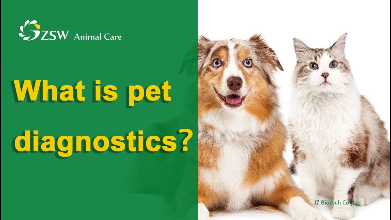 〖pet diagnosis〗Take you to understand what pet diagnosis is#fia - YouTube