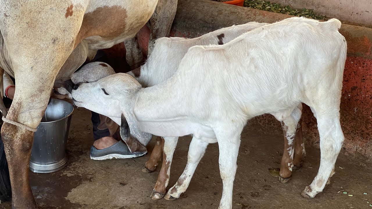 Latest updates at Jogmaya Gaushala with marwari horses, gir lildi cows ...