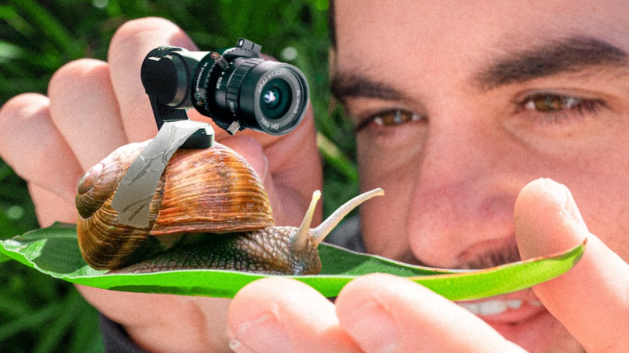 Why I put a camera on a snail - YouTube
