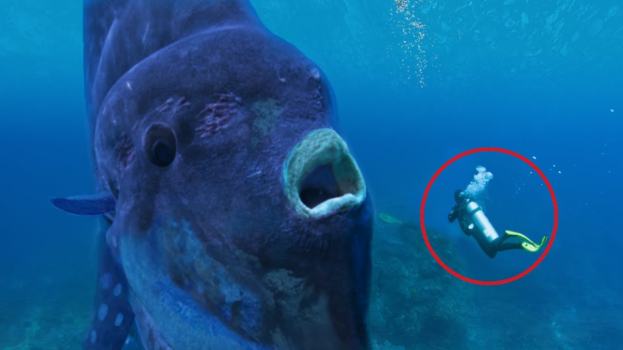 12 SCARIEST Creatures Faced By Divers! - YouTube