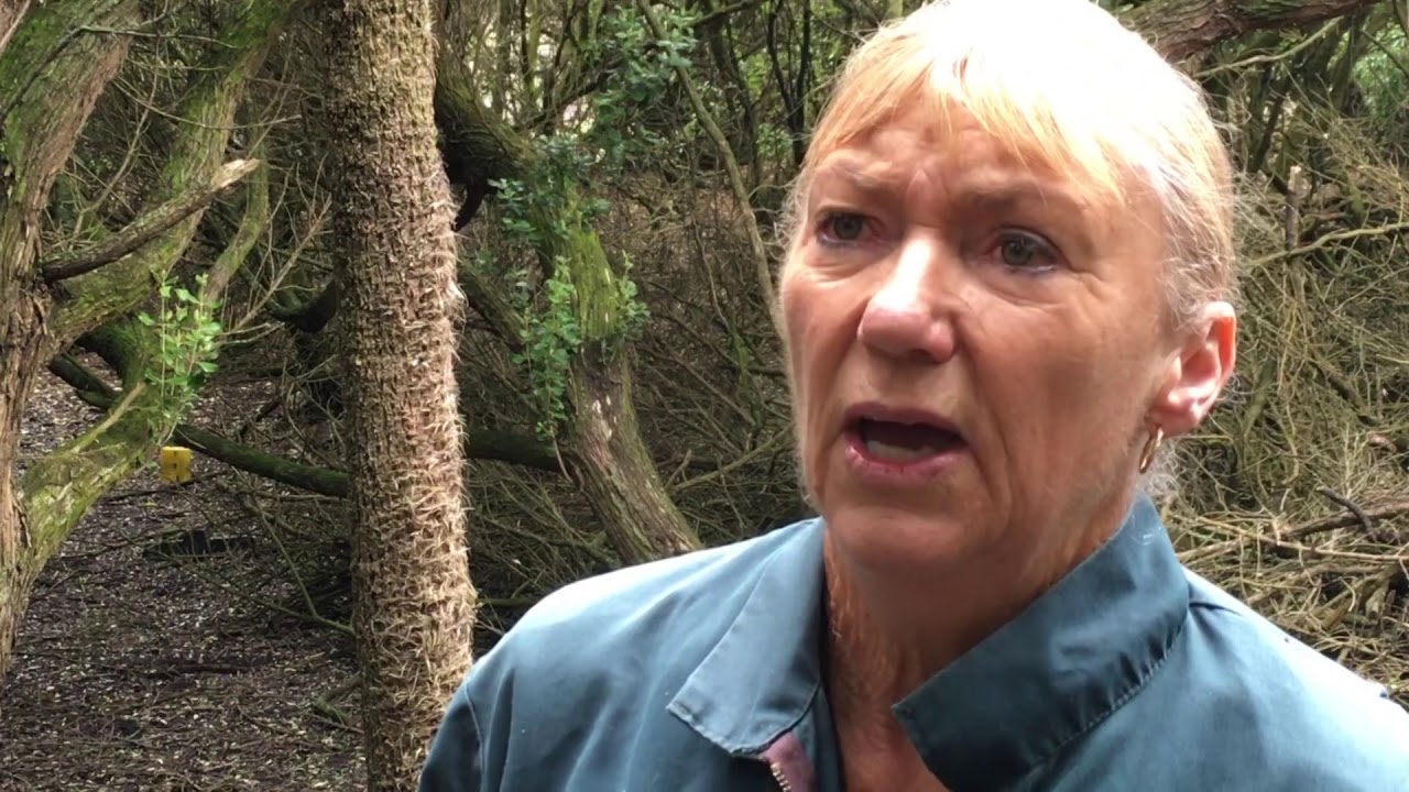 Concern as yellow-eyed penguin chicks slowly starve - YouTube