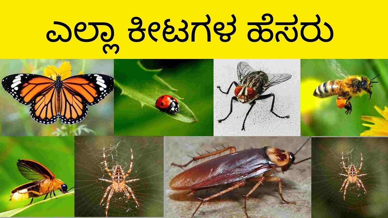 All Insects names. All Insects names in Kannada.ಎಲ್ಲಾ ಕೀಟಗಳ ಹೆಸರು ...