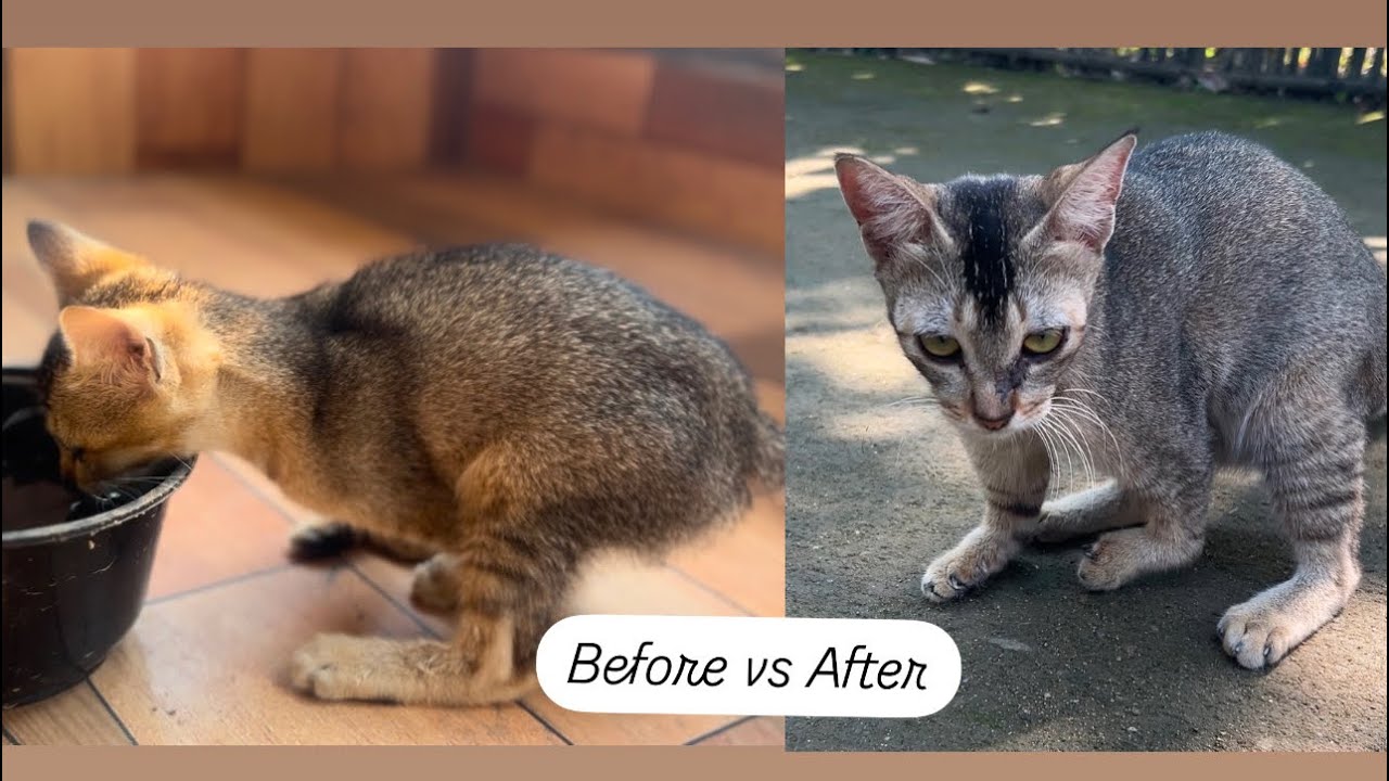 My Leng || before vs after || Disabled cat || #cat #cute #disabled ...