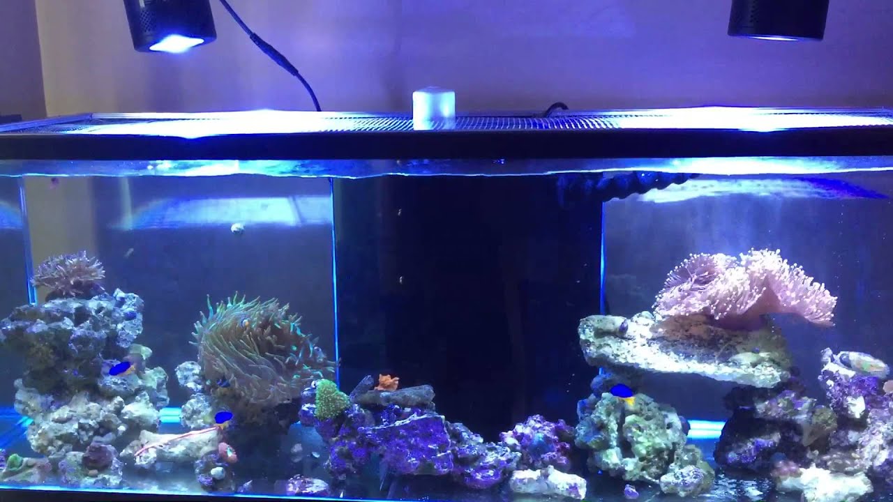 60 gallon reef tank - YouTube