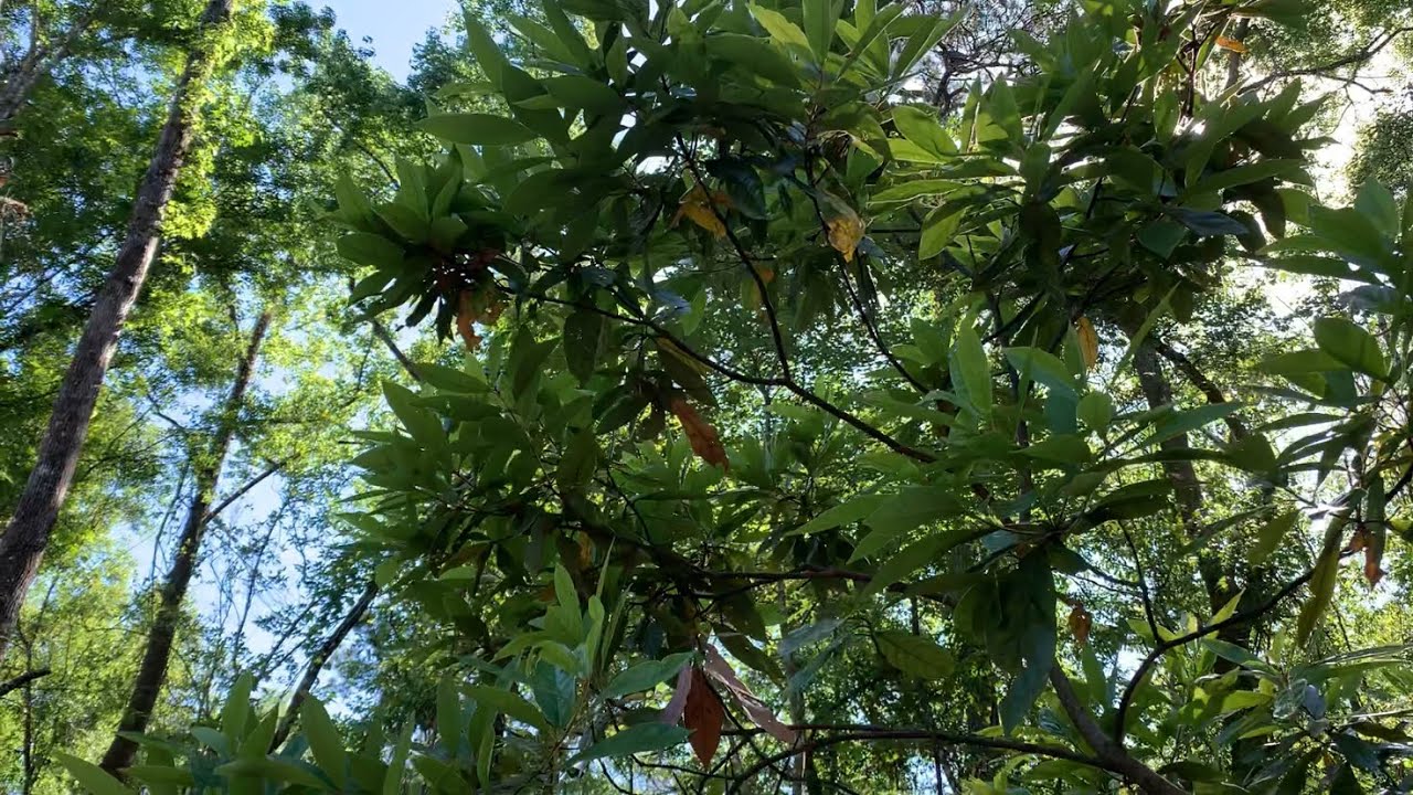 Red bay tree and the ambrosia beetle. John spots the trees on the ...