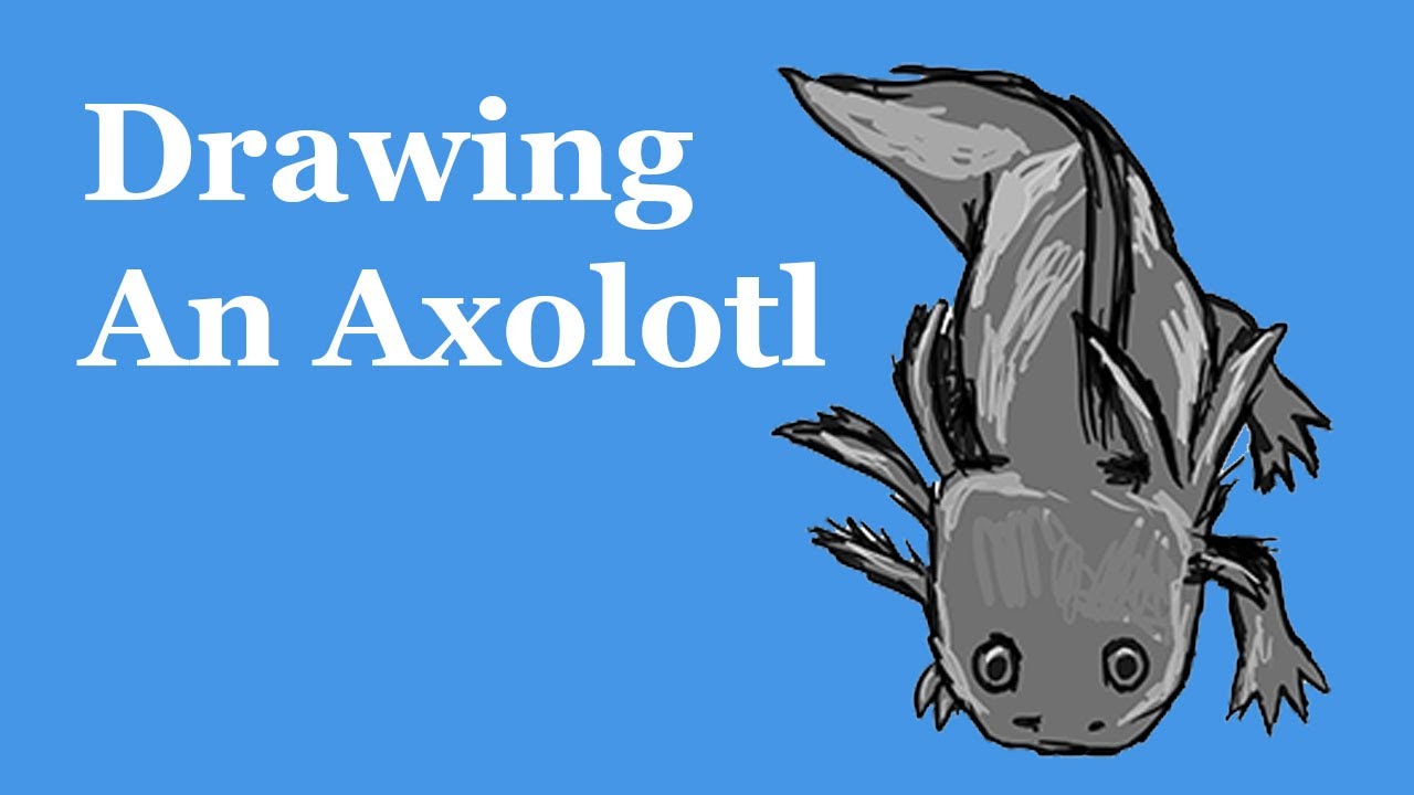 Drawing An Axolotl - YouTube