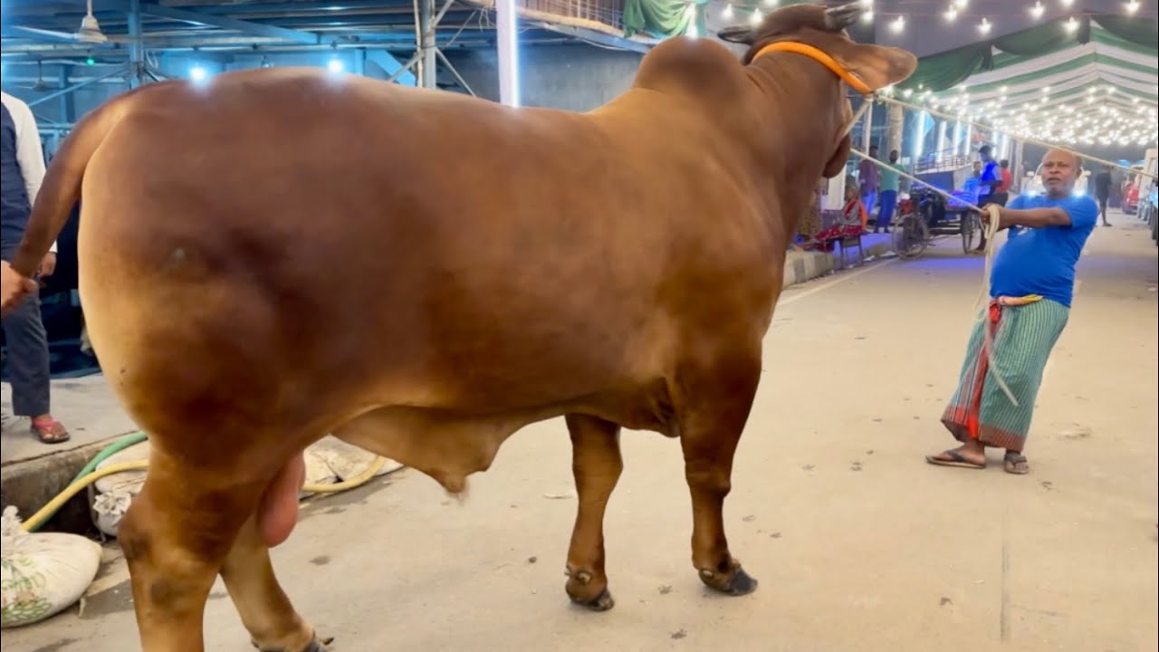 Biggest cow showdown Qurbani 2023 Sadeeq Agro | Tallest deshal bull of ...