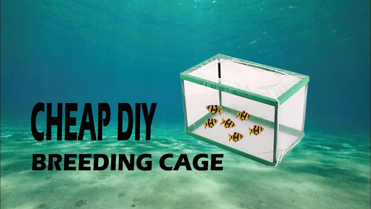 How to make a cheap breeding cage for live bearer - YouTube