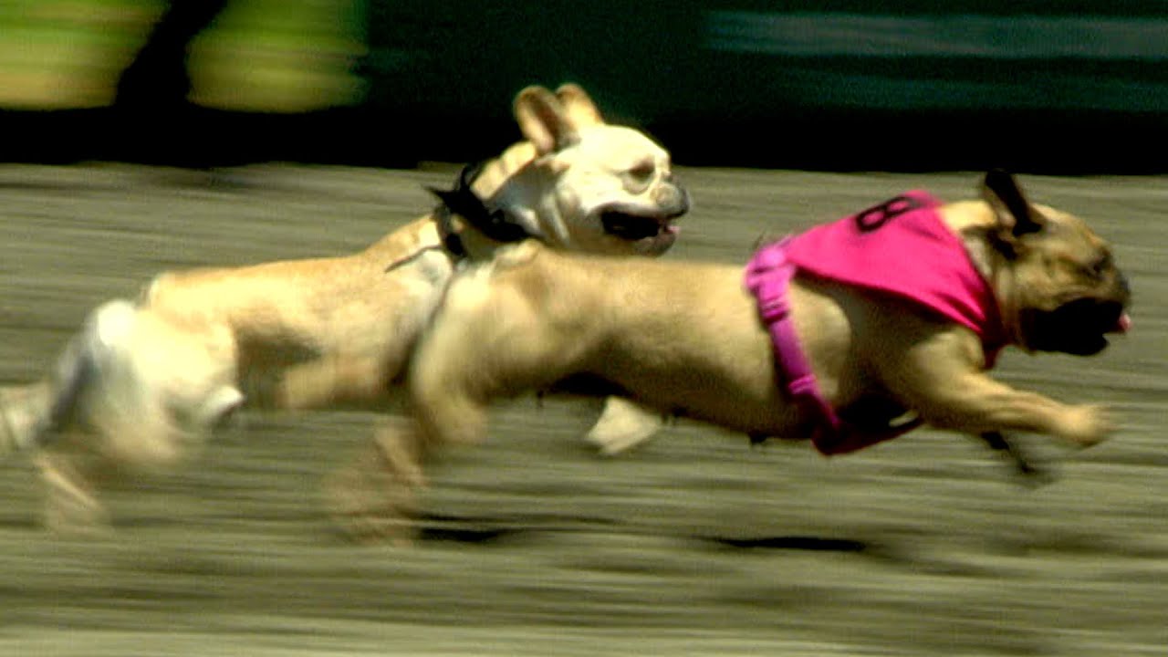 2024 Bulldog Races - YouTube