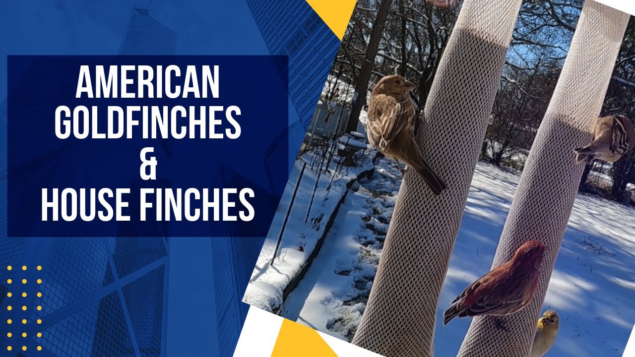 American Goldfinches & House Finches #birding #birds - YouTube