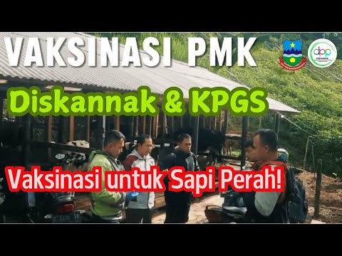 Kolaborasi Apik! Vaksinasi PMK Puskeswan Cikajang dan KPGS