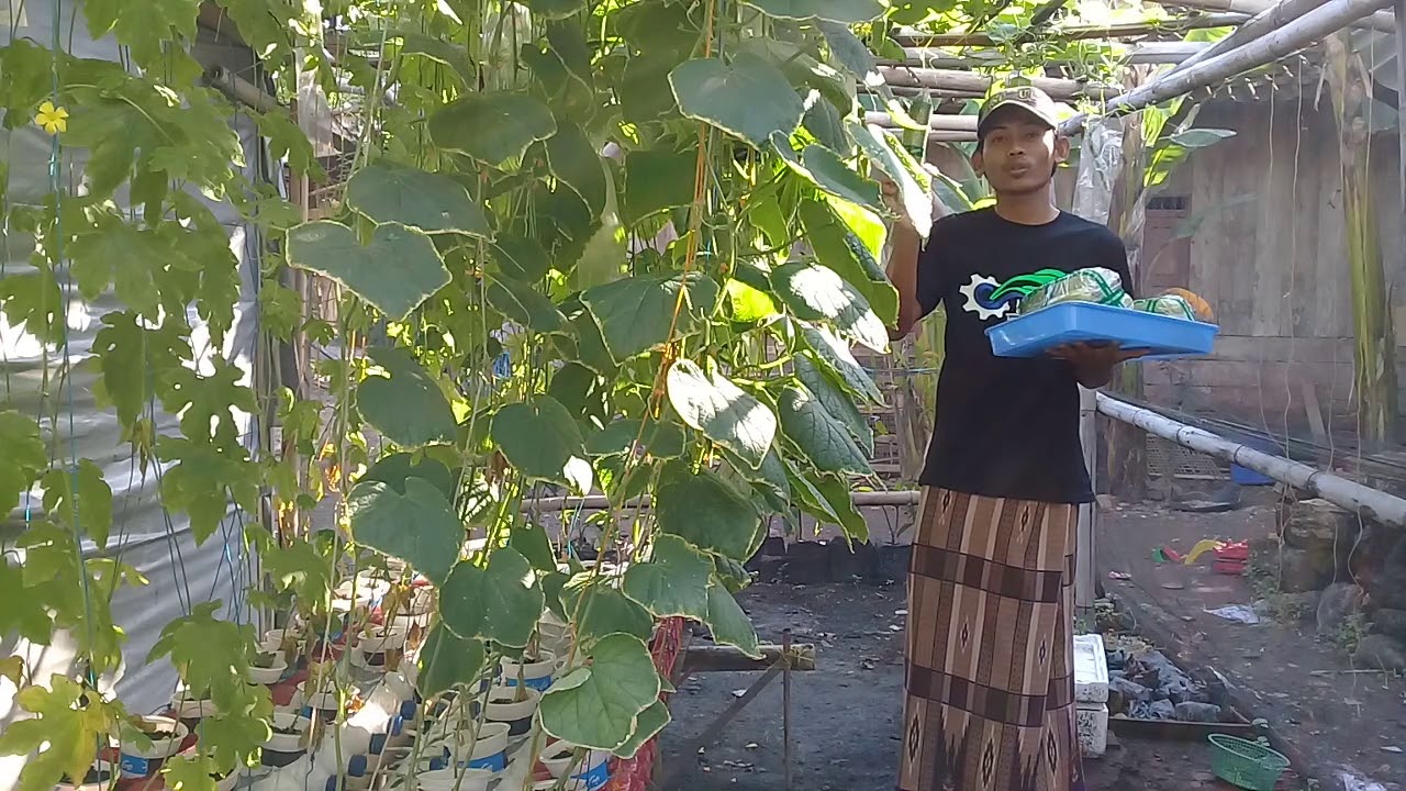 Timun Hidroponik - YouTube
